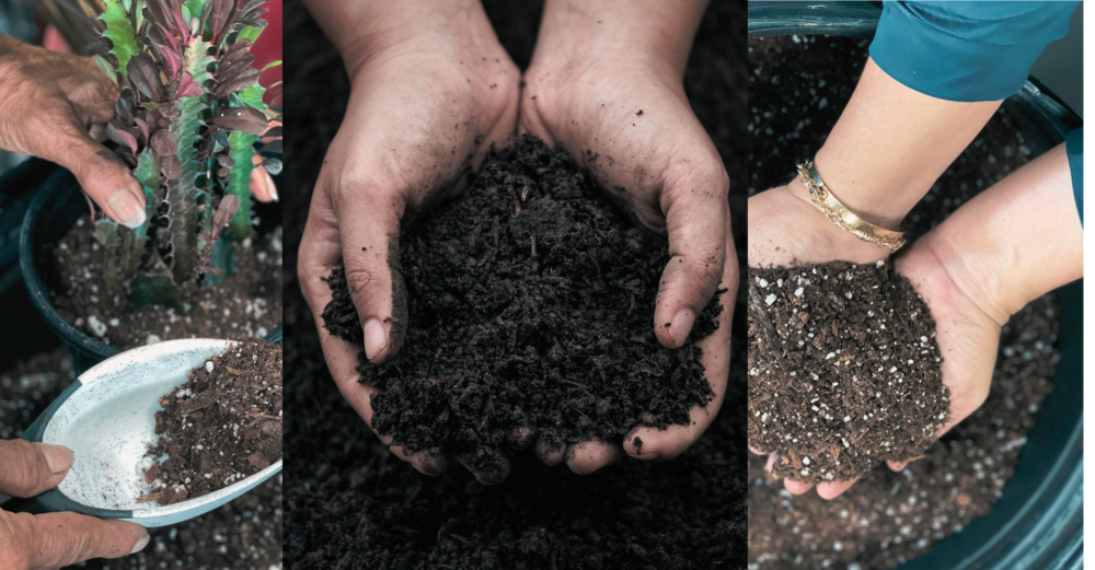 The Science of Soil: Creating an Environment for Growth | PlantVine