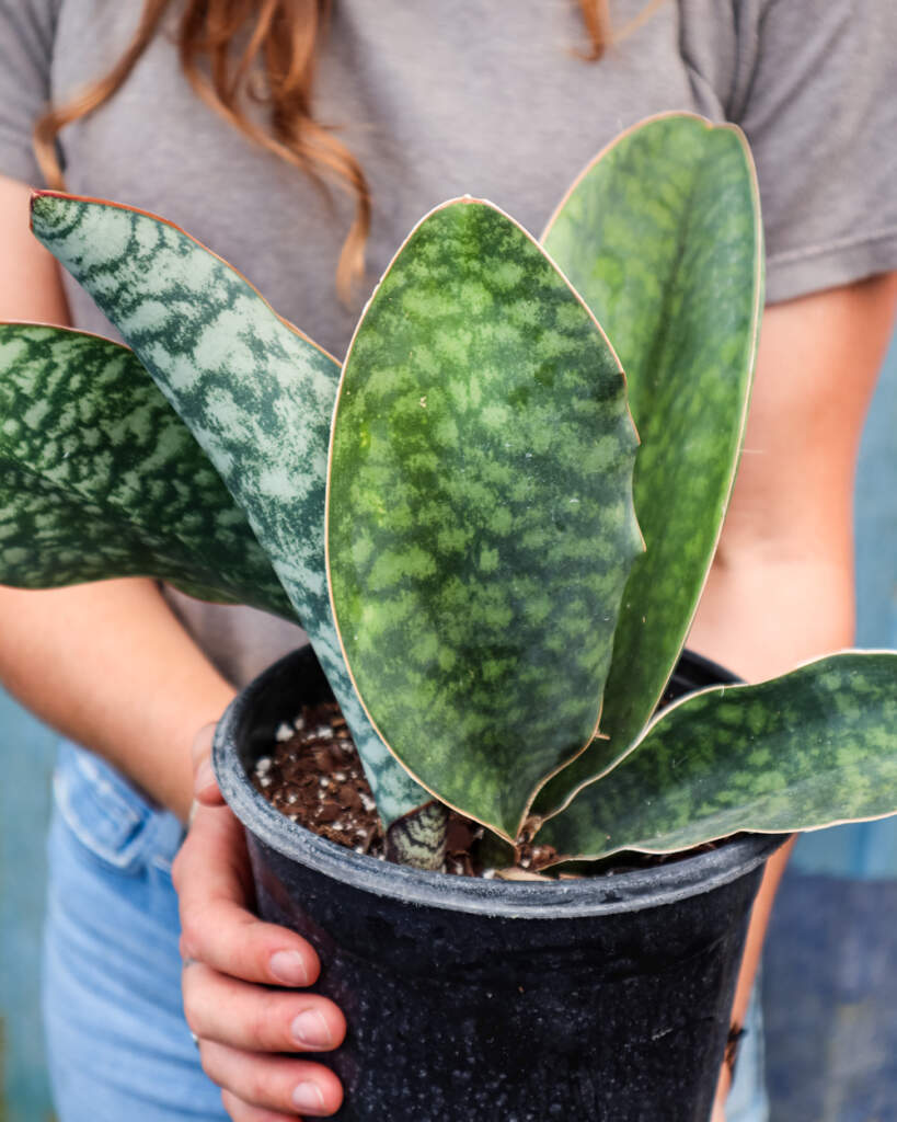 Sansevieria masoniana 'Whale Fin' | PlantVine