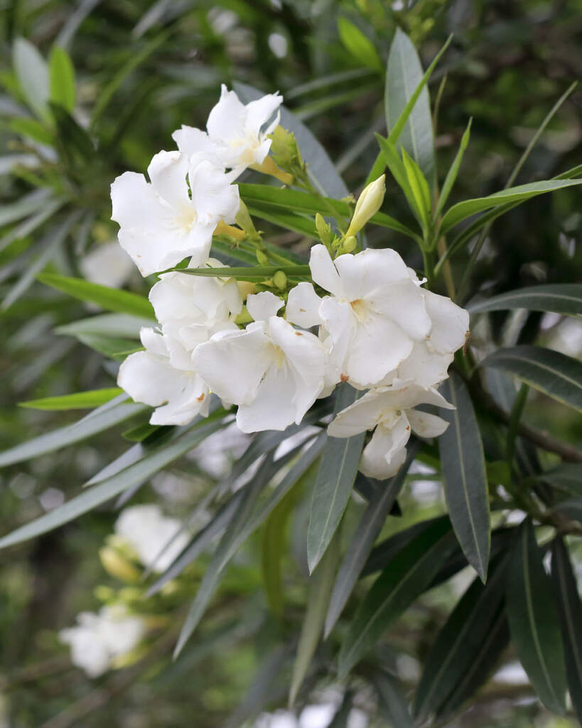 Oleander ‘White’ | PlantVine