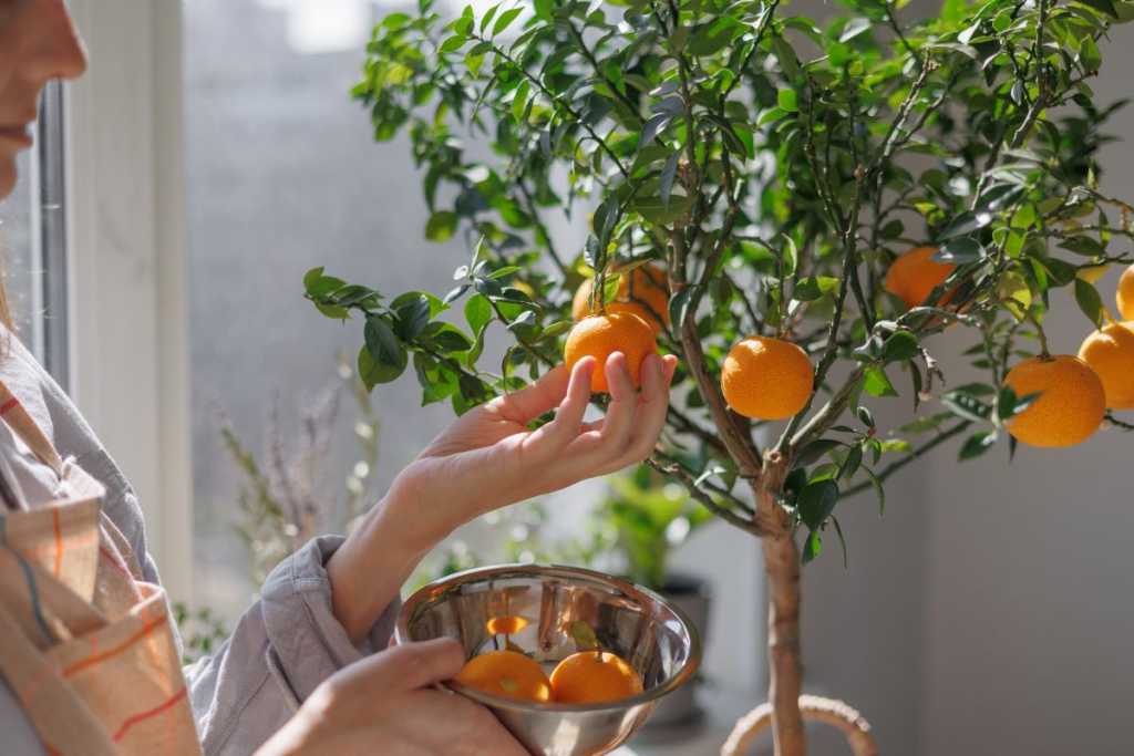 Growing Citrus Trees in Cold Climates: Tips for Success | PlantVine
