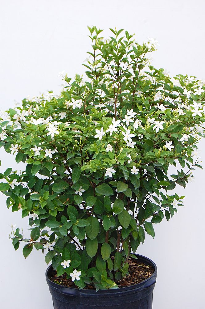 Wrightia antidysenterica, Artic Snow, Milky Way, Snowflake | PlantVine