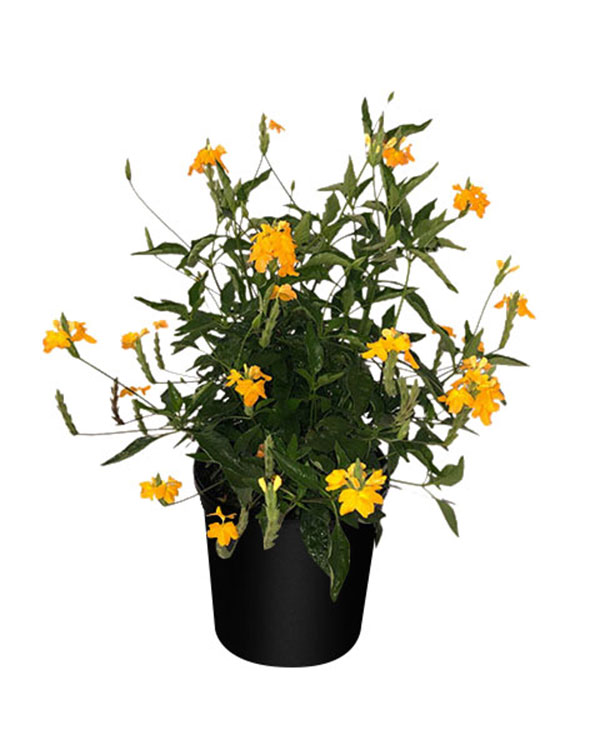 Buy Crossandra infundibuliformis 'Lutea', Yellow Crossandra | Free ...