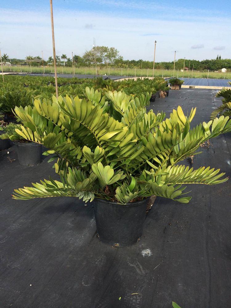 Zamia furfuracea, Zamia maritima, Cardboard Palm | PlantVine