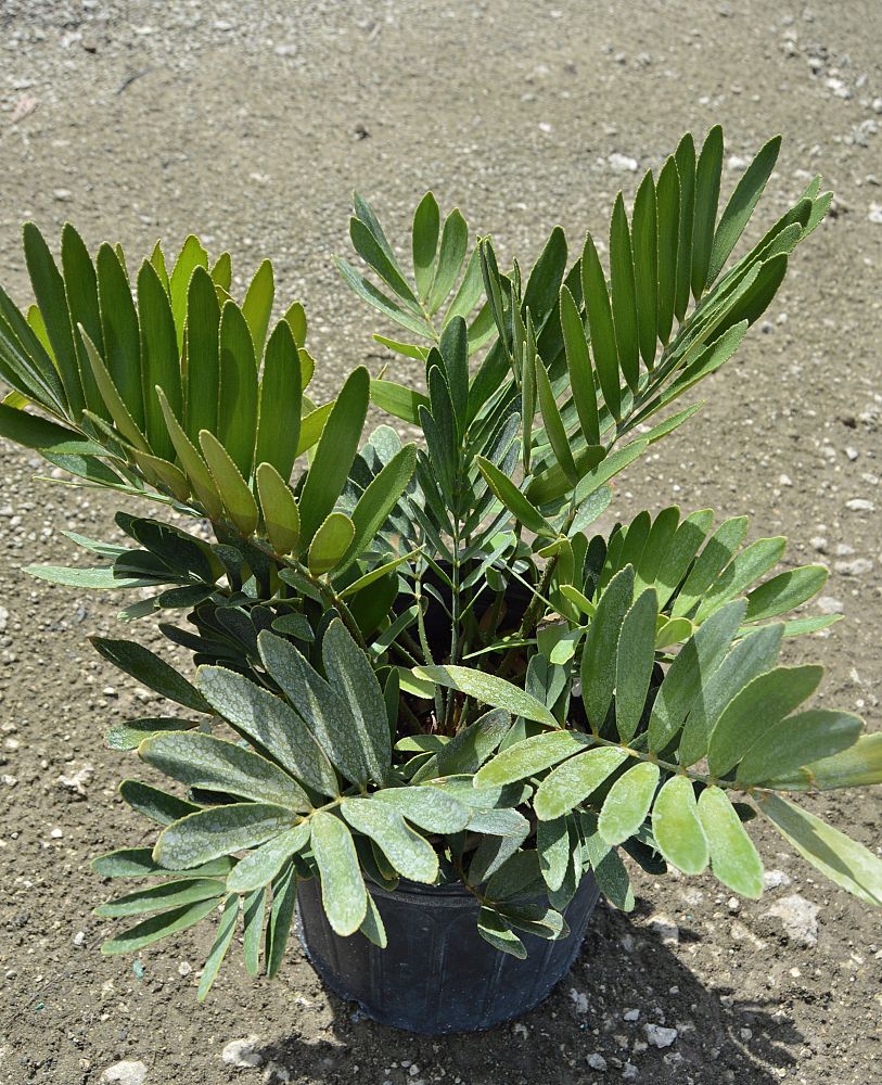 Zamia furfuracea, Zamia maritima, Cardboard Palm | PlantVine