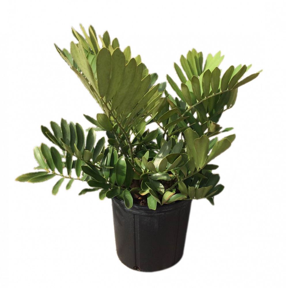 Zamia furfuracea, Zamia maritima, Cardboard Palm | PlantVine