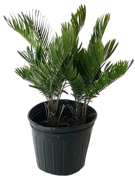 Florida Coontie | PlantVine