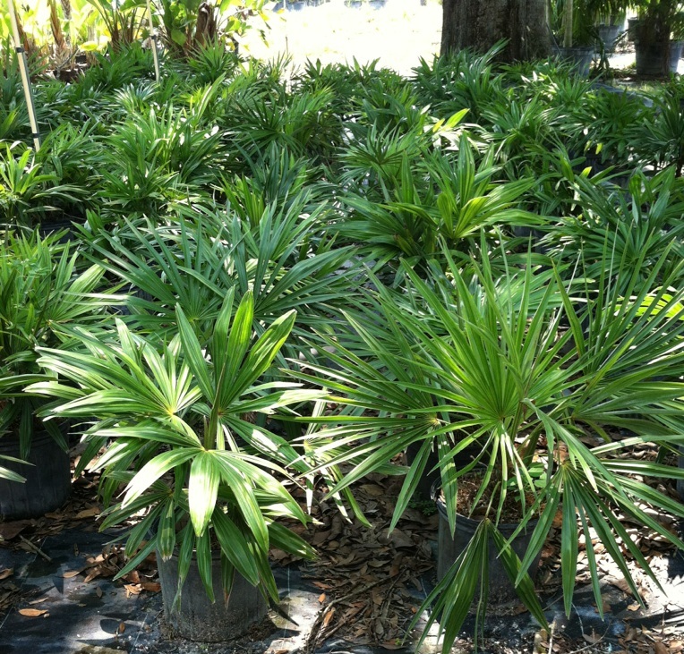 Zombia antillarum, Zombi Palm | PlantVine